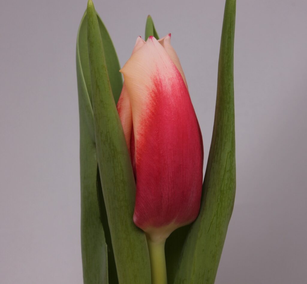 Jan Buis - Haakman Flowerbulbs B.V.