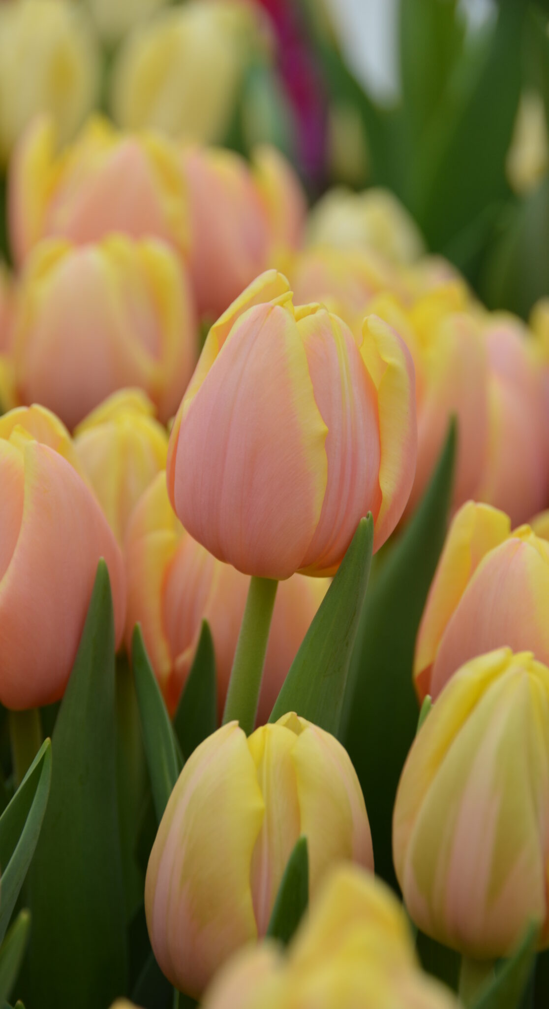 Mango Charm - Haakman Flowerbulbs B.V.