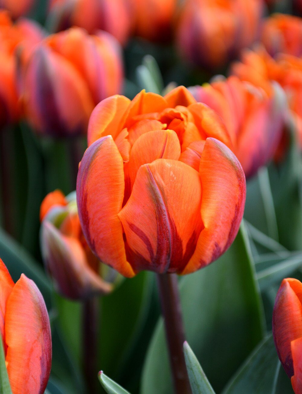 Orange Princess - Haakman Flowerbulbs B.V.
