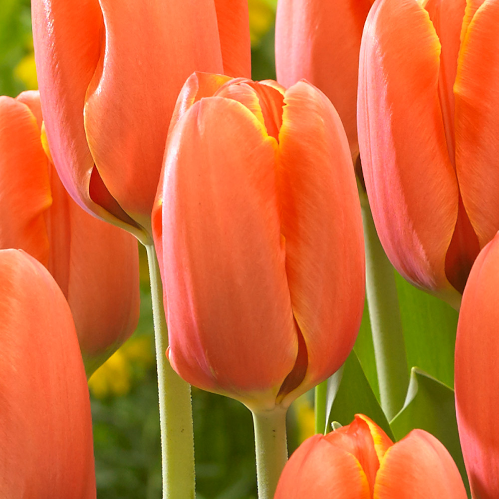 Triple A - Haakman Flowerbulbs B.V.