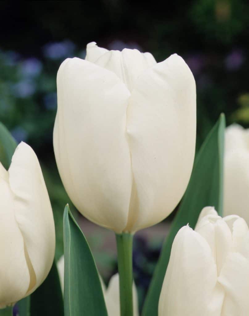 Hakuun - Haakman Flowerbulbs B.V.