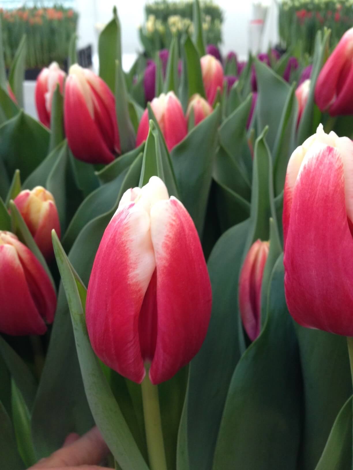 Lech Walesa - Haakman Flowerbulbs B.V.