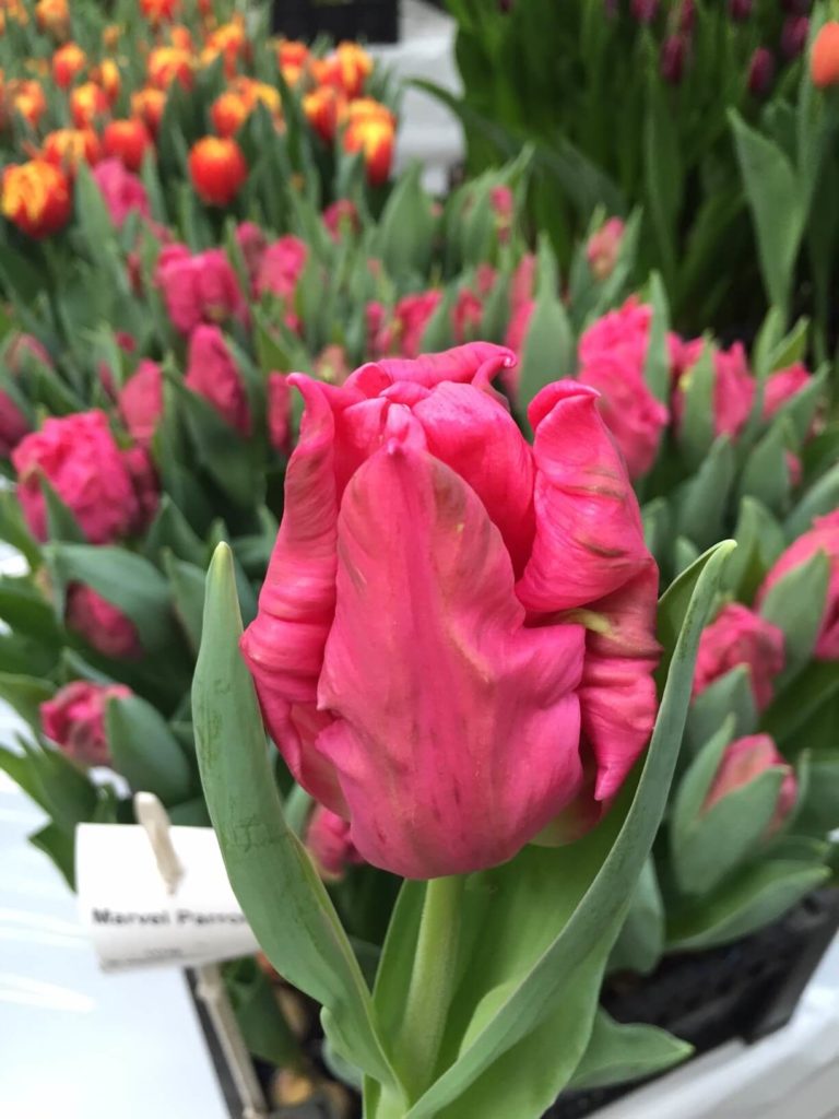 Marvel Parrot - Haakman Flowerbulbs B.V.