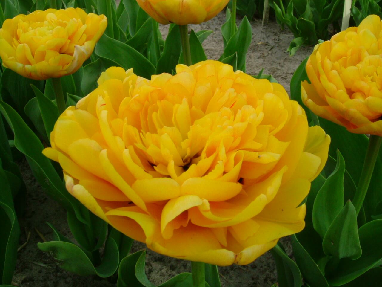 Sun Lover - Haakman Flowerbulbs B.V.