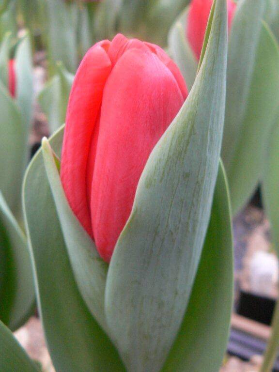 Surrender - Haakman Flowerbulbs B.V.