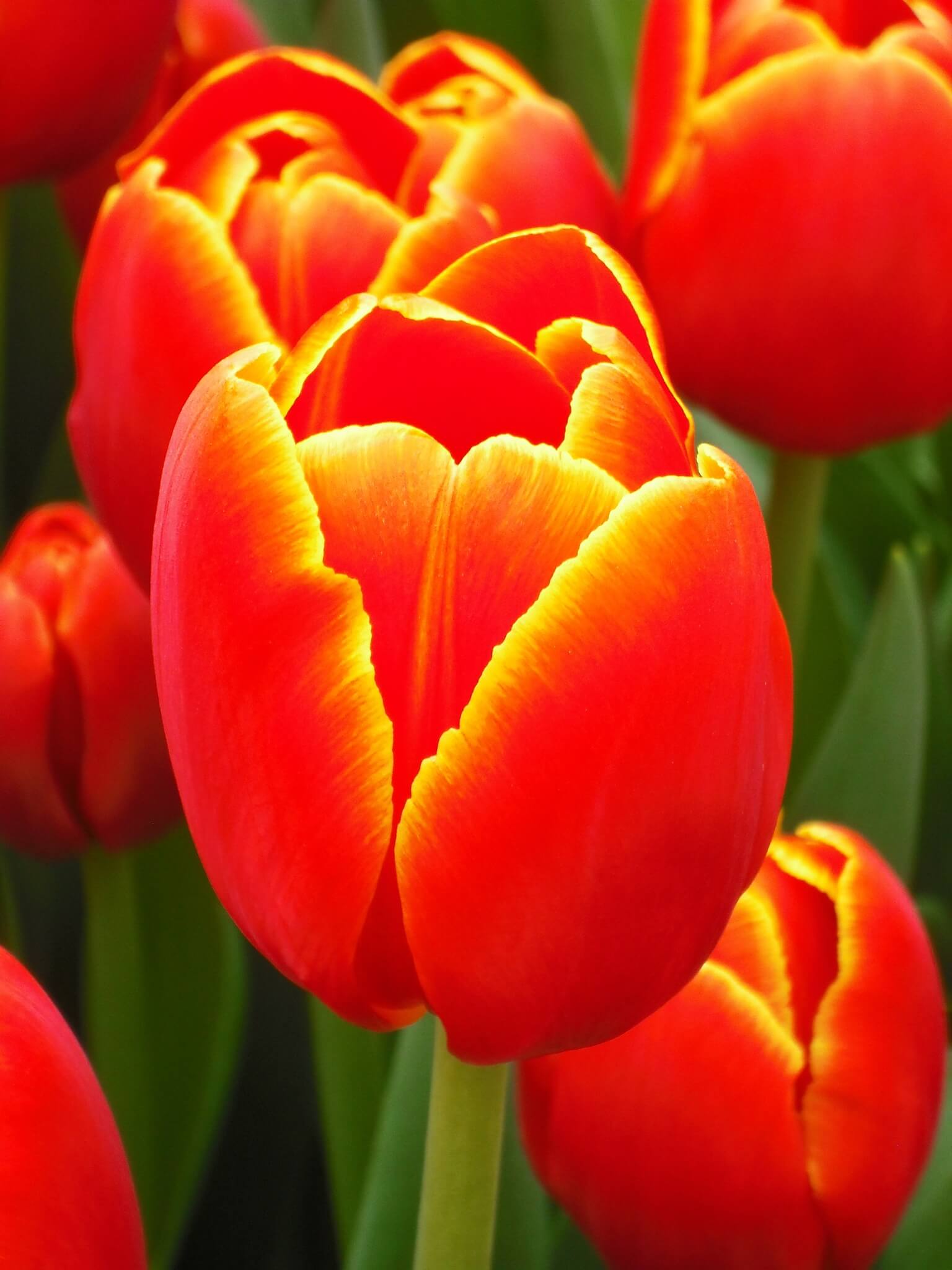 Verandi - Haakman Flowerbulbs B.V.