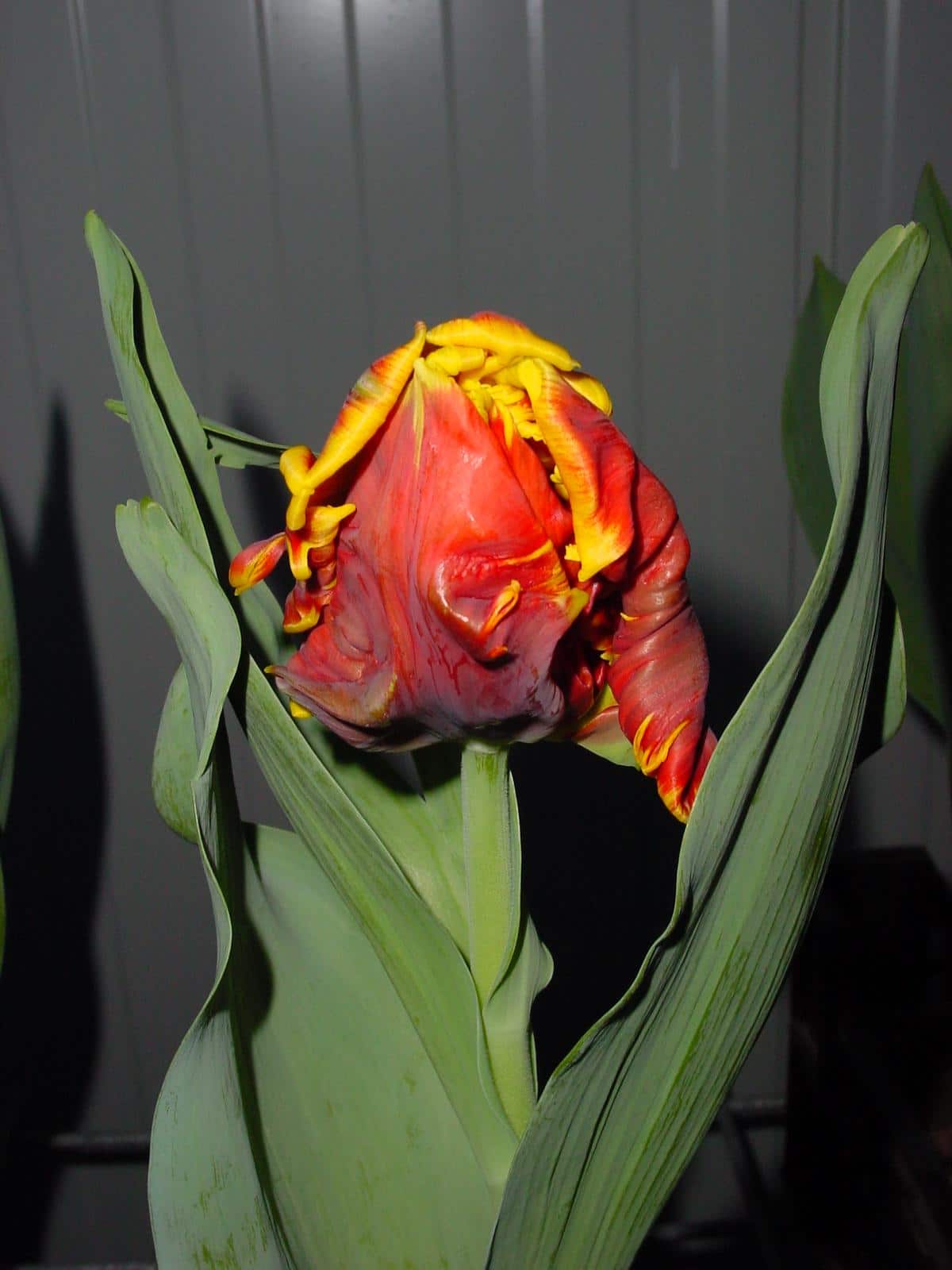 Bright Parrot - Haakman Flowerbulbs B.V.