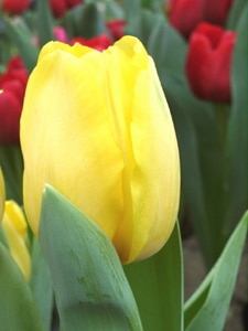 Conqueror - Haakman Flowerbulbs B.V.