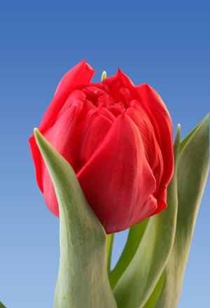 Spitfire - Haakman Flowerbulbs B.V.