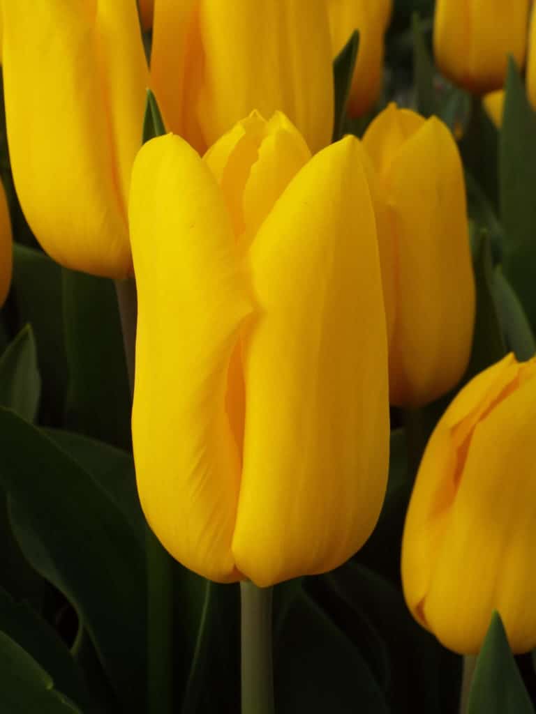 Strong Gold - Haakman Flowerbulbs B.V.